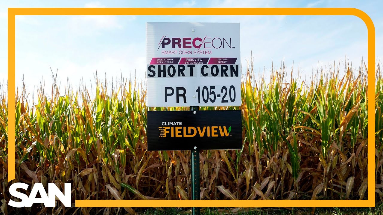 Short corn offering high hopes for the future of farming in Midwest ...