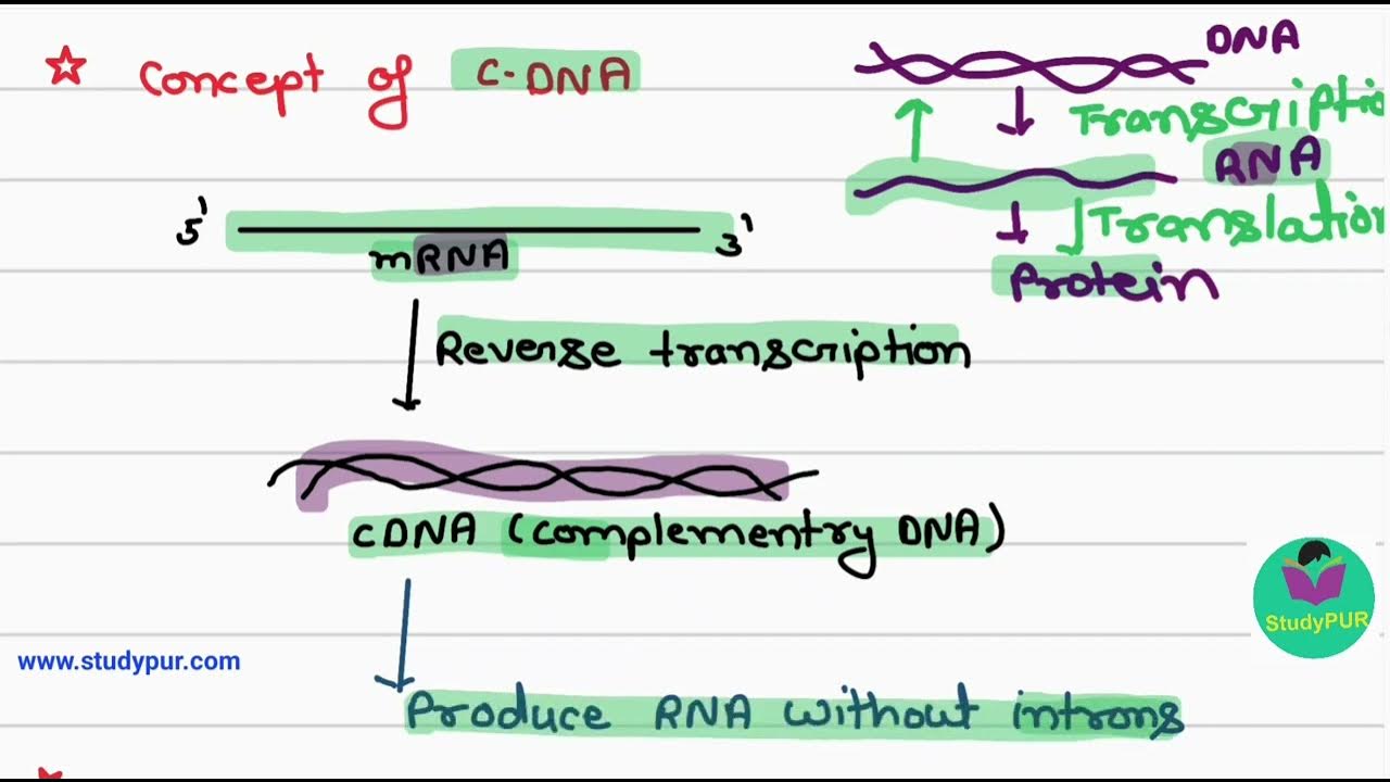 What is Complementary DNA/cDNA/reverse transcription/RNA without ...