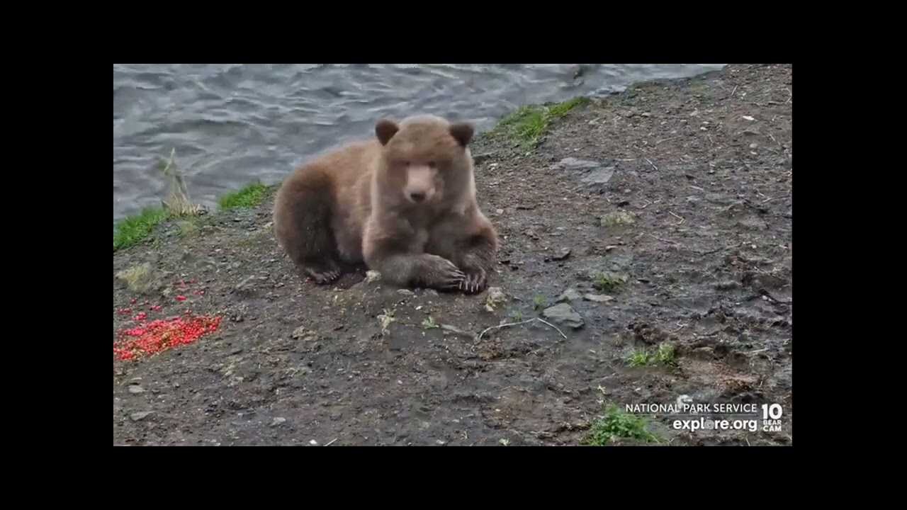 You are a beautiful coy Lil Rider 08/21/22 explore.org - YouTube