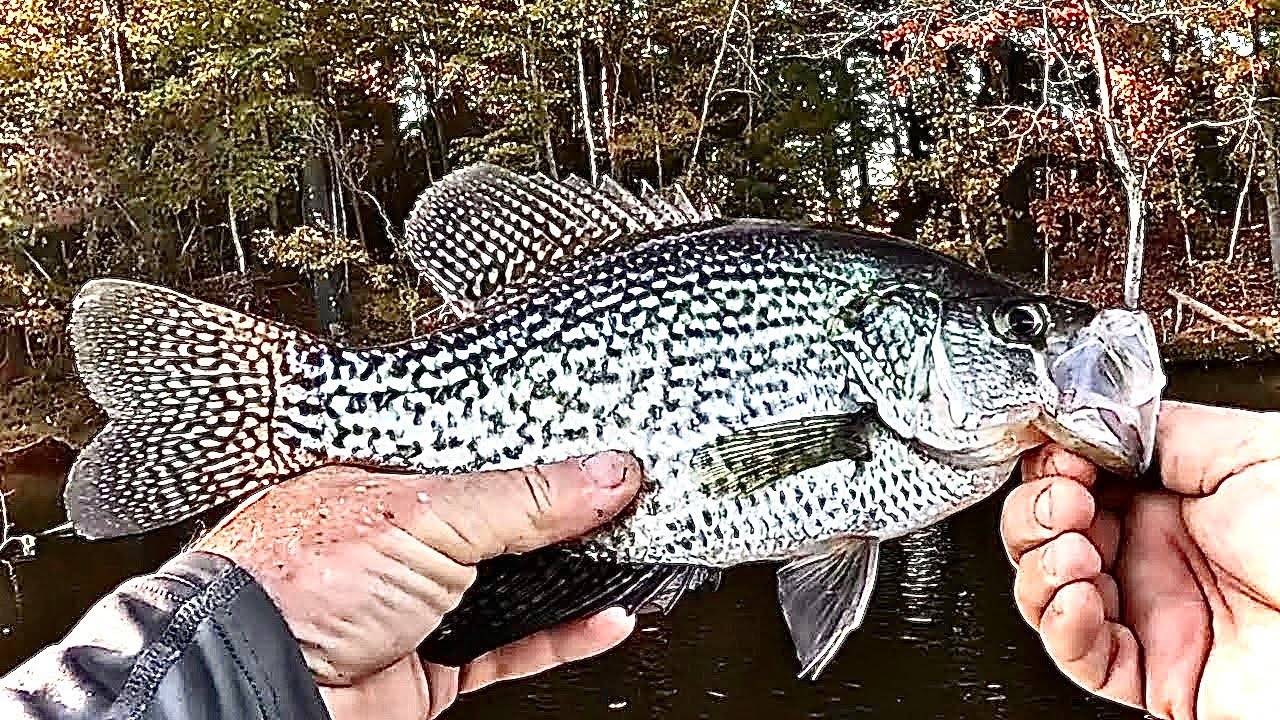 Simple Rig that Catches Loads of Crappie! Catch And Cook - YouTube