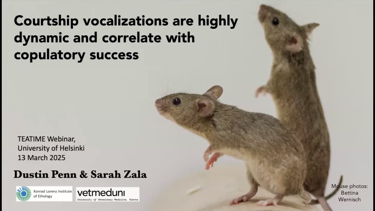 Courtship vocalisations of house mice are highly dynamic and correlate ...