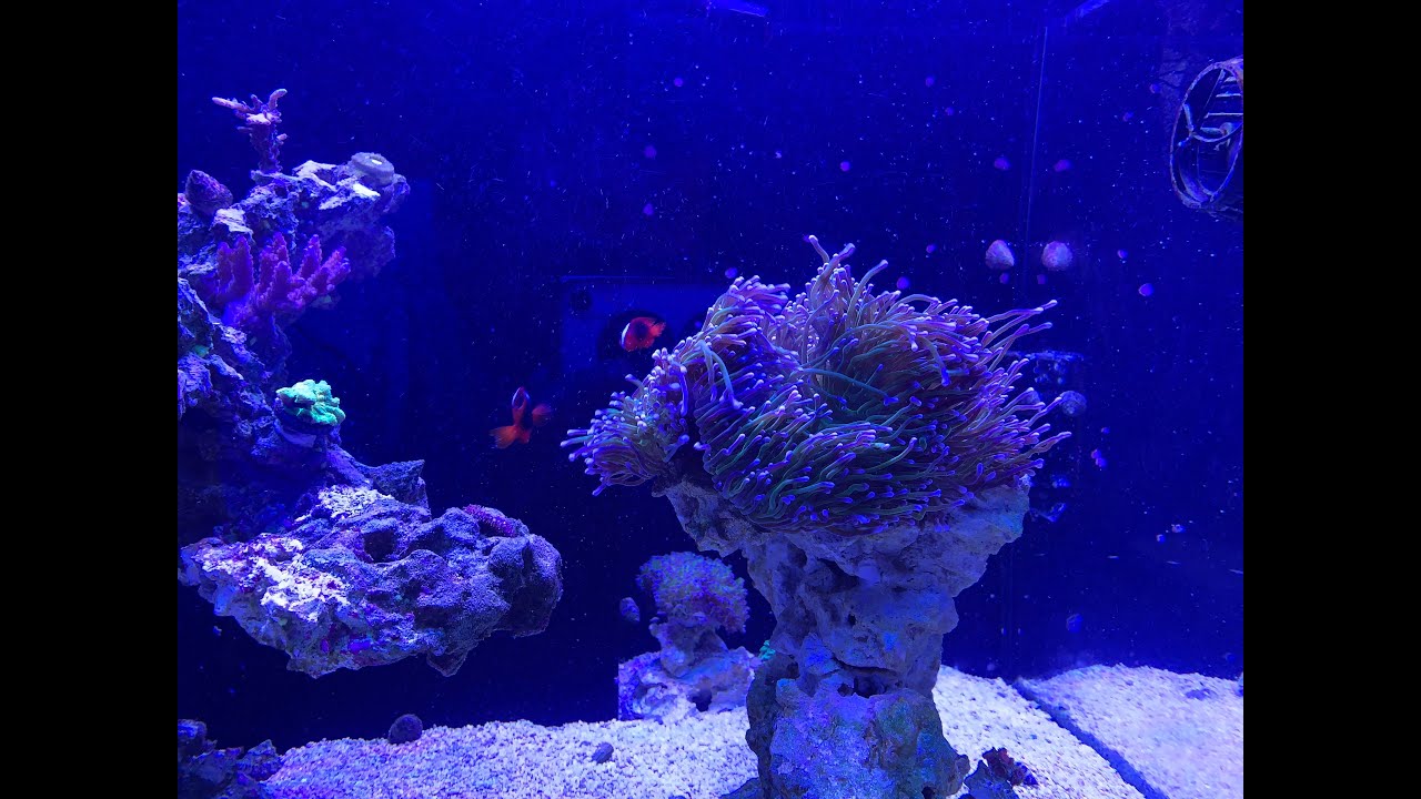 Bonsai Reef Update - April 2022 - YouTube