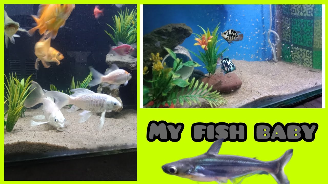 my Aquarium my fish tank my fish baby video koi gold colour vido tiger ...