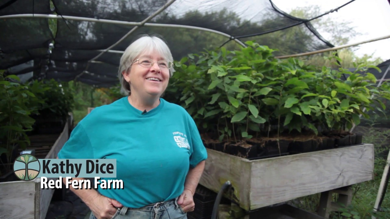 Red Fern Farm - Agroforestry Farm Tour Video Series - YouTube