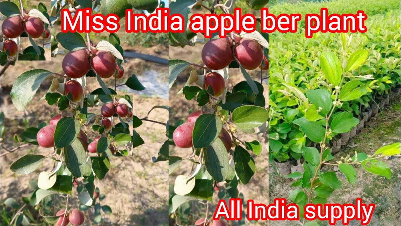 Miss India apple ber plant available for sale all India supply contact ...