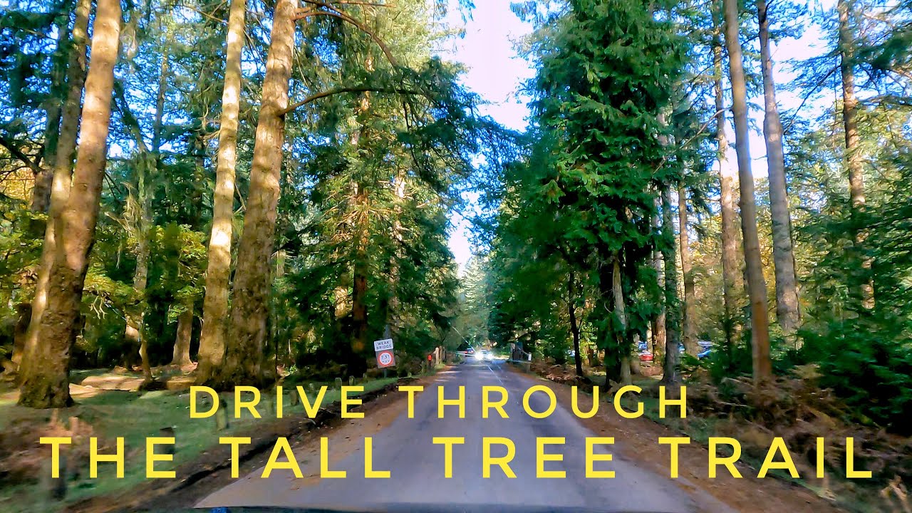 The New Forest in Autumn | Tall Tree Trail 4K Drive - YouTube