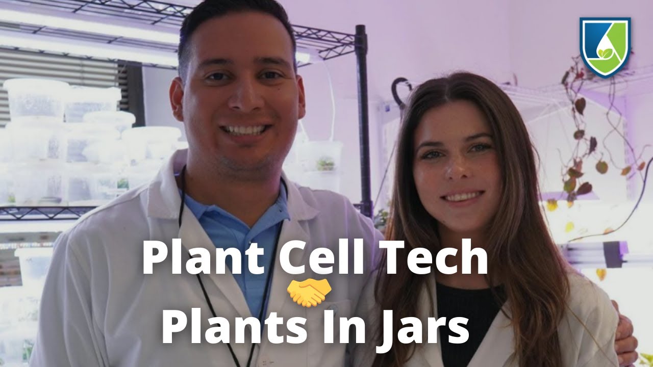 Plant Tissue Culture Secrets Revealed In My Chat With Plants In Jars ...