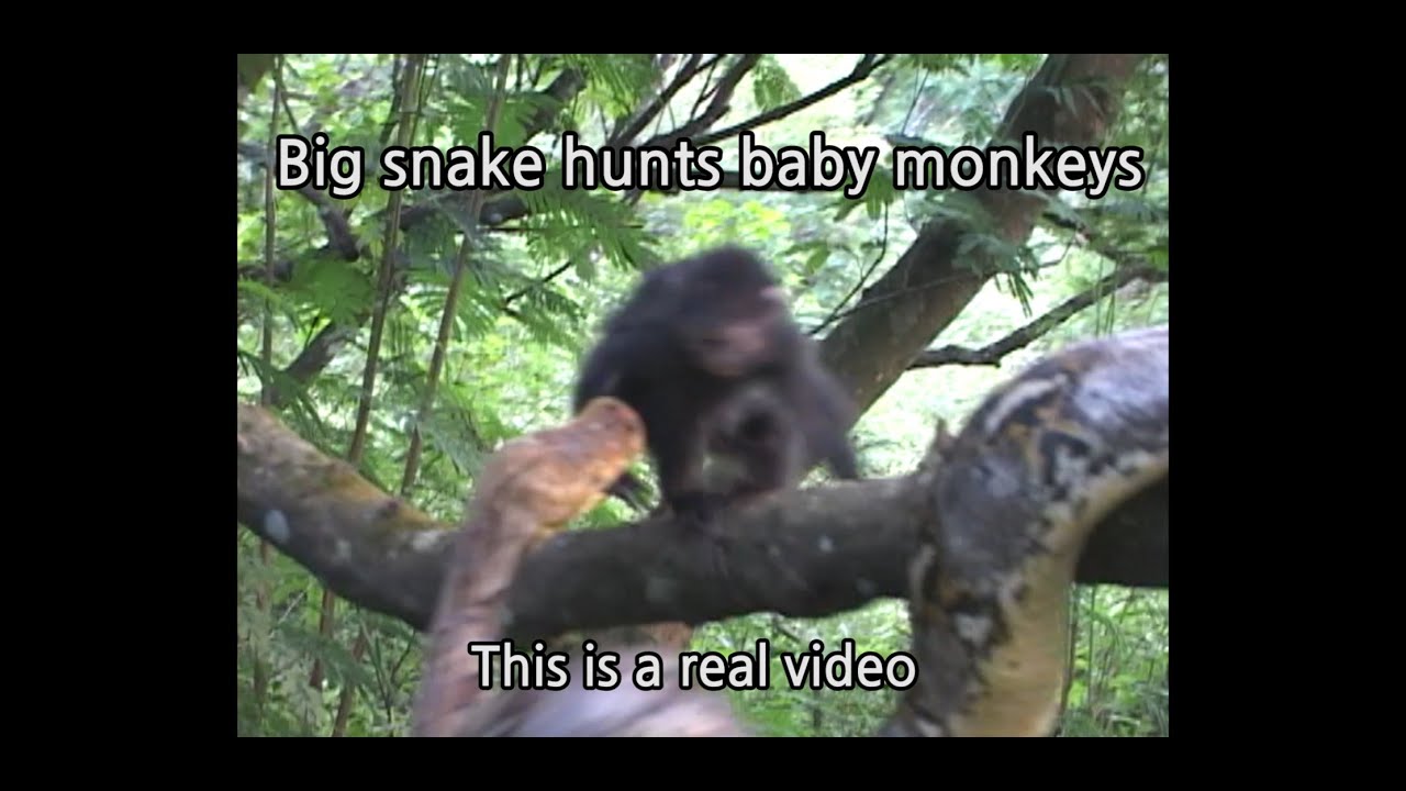 Big snake hunts baby monkeys#snake #monkey#hunt - YouTube