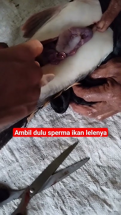 Optimasi teknik pengambilan sperma ikan lele pada proses pemijahan buatan #shortvideo #lelebabon ...