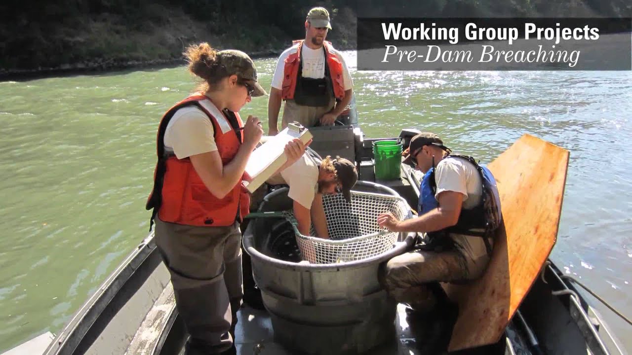 Partnering to Restore Fall Tule Chinook in Washington's White Salmon ...