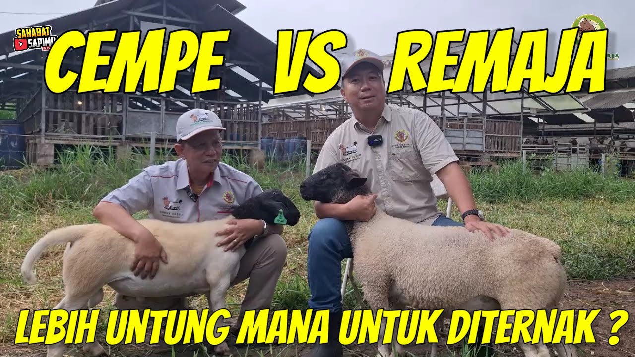 DOMBA CEMPE VS DOMBA REMAJA LEBIH MENGUNTUNGKAN MANA UNTUK PETERNAK ...