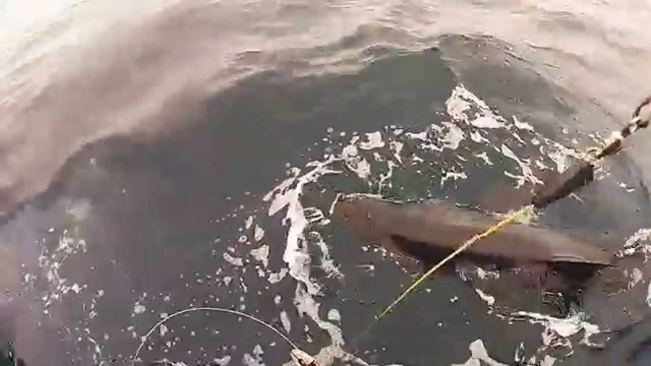 Big mako shark fishing in California - YouTube