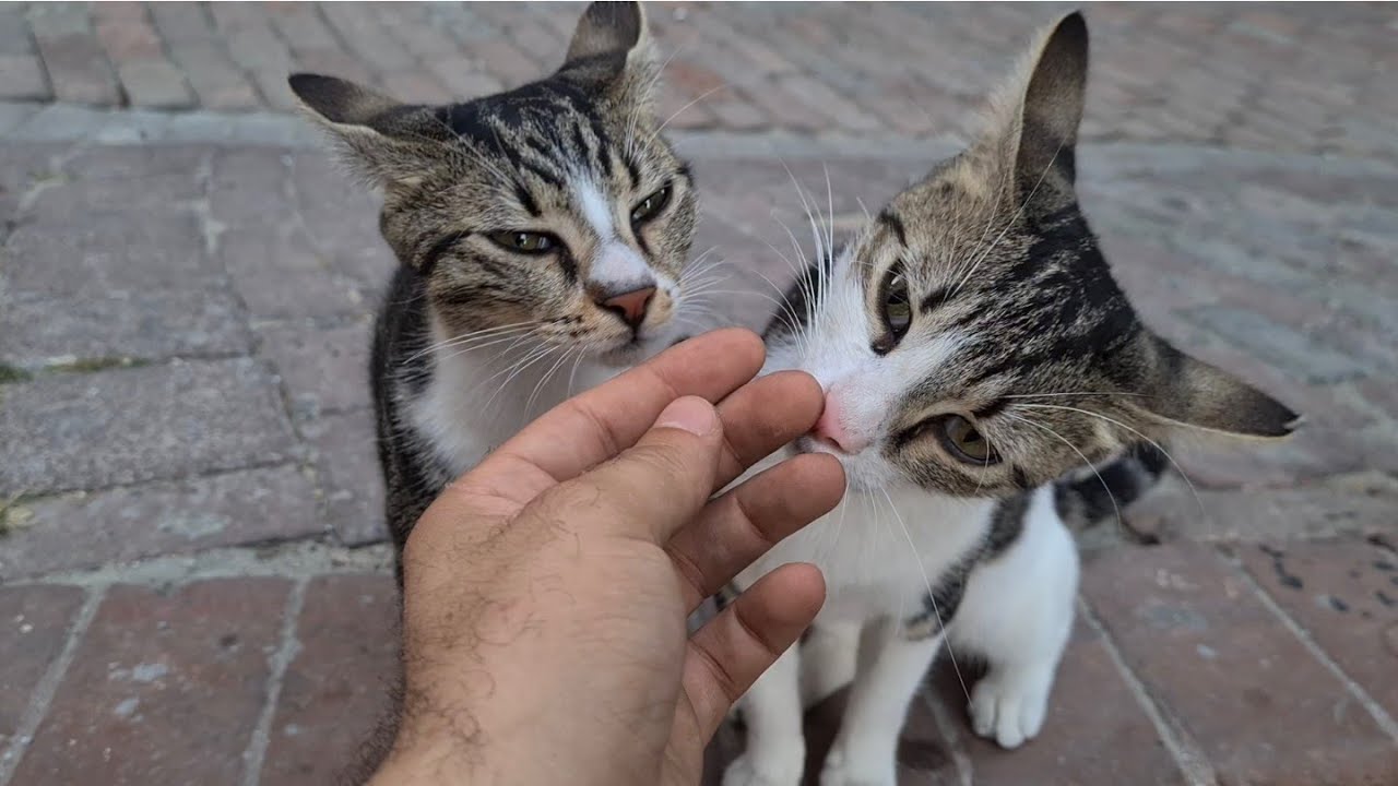 Two of the world's kindest sister Cats. - YouTube