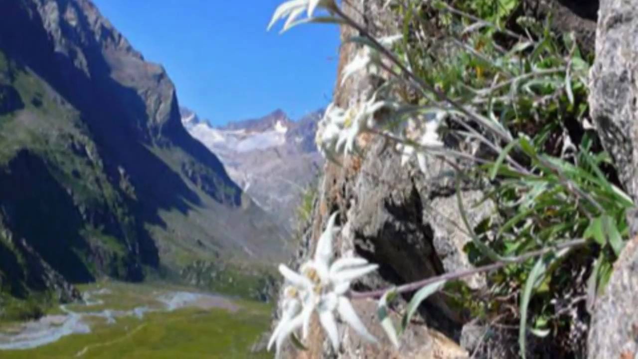 (HD 720p) "Sound of Music", Edelweiss - YouTube