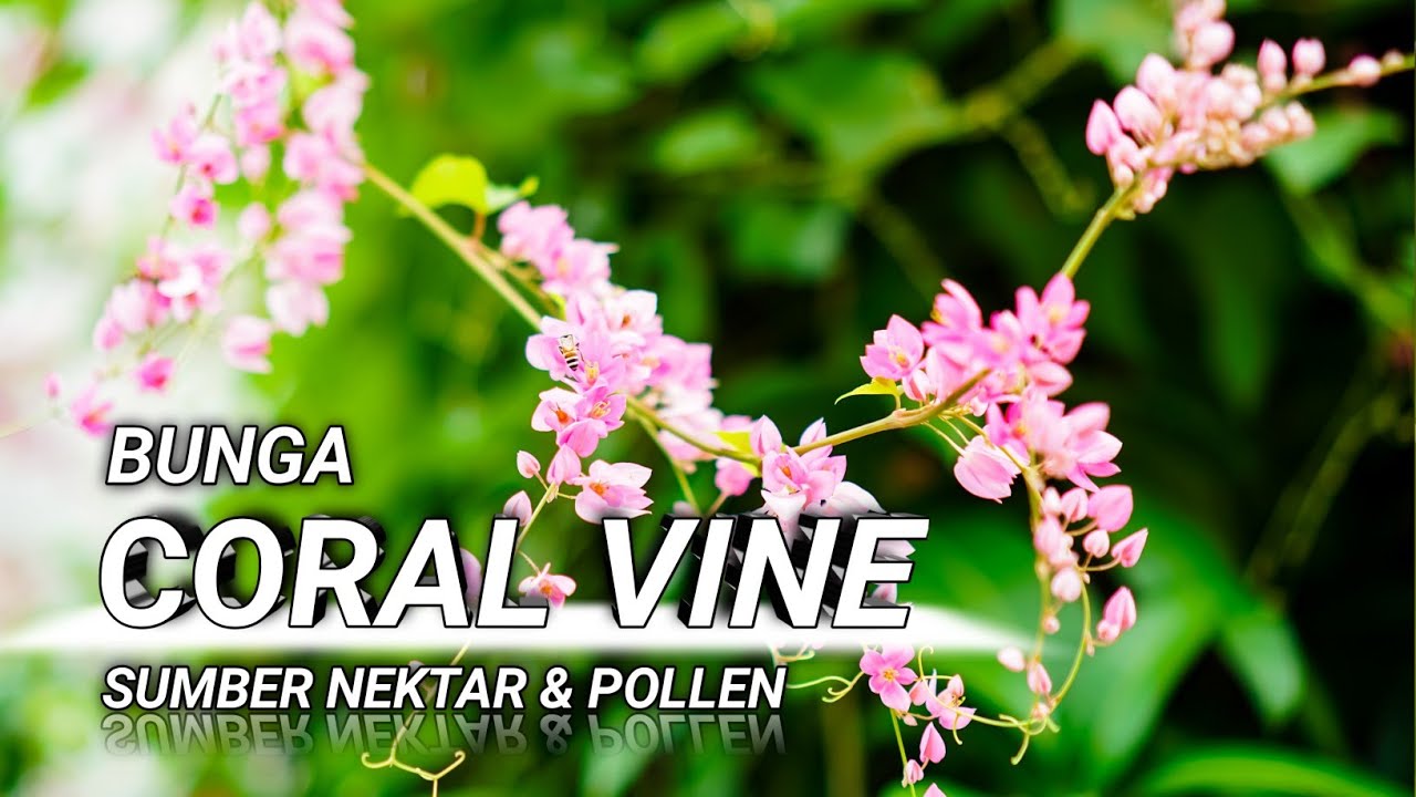 Bahas Tuntas Bunga Kesukaan Lebah Madu Bunga AMP Air Mata Pengantin ...