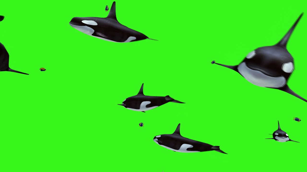 Orca Whale Flock Animated 3D Green Screen Clip - YouTube