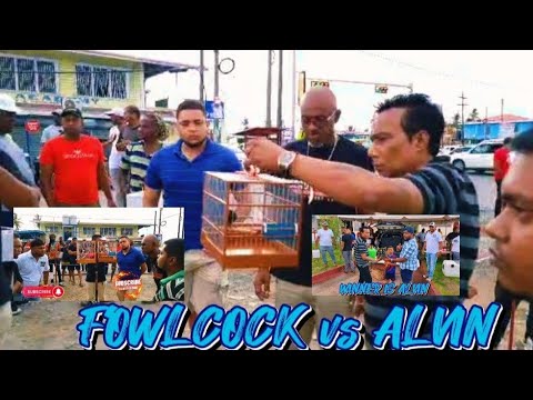 FLOWLCOCK vs ALVIN🔥ALL🌟STAR BIRD RACING TOWA TOWA BIRD WHISTLING ...