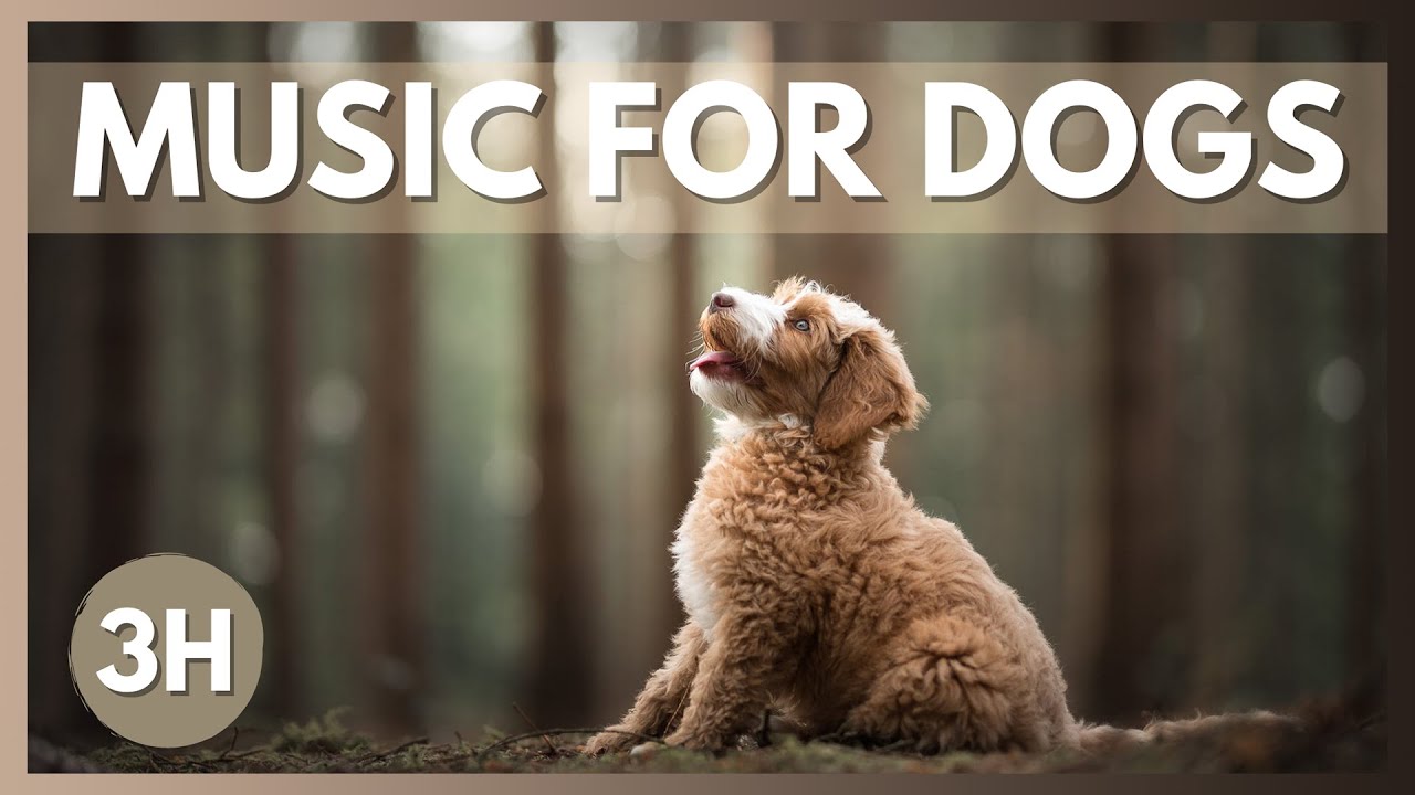 3 Hours of Calming Music for Anxious Dogs! - Dog Radio - YouTube