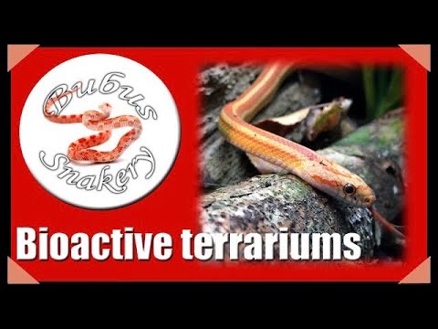 Bioactive corn snake terrarium vivarium setup - english version - YouTube