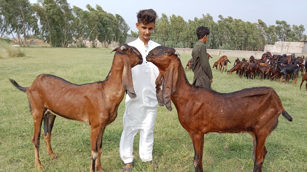 sahiwal sy cargo Malik Tahir goat farm Hazro contact 03174711673 - YouTube