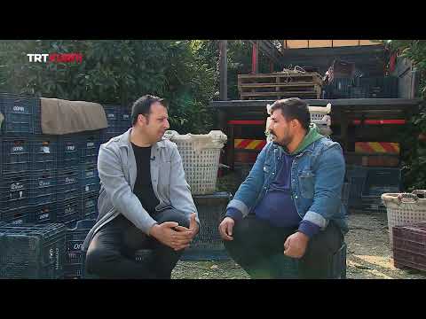 Rêwî - Beşa 413. (Mersin)