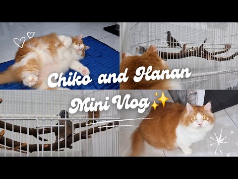 [Mini Vlog] Chiko and Hanan🐱🐦 funny video cat animal trending kucing ...