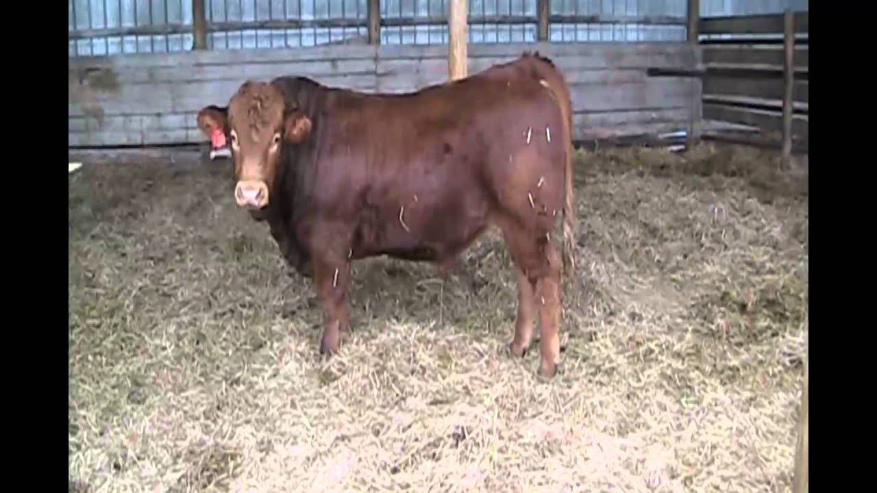 2 Year Old Bulls - YouTube