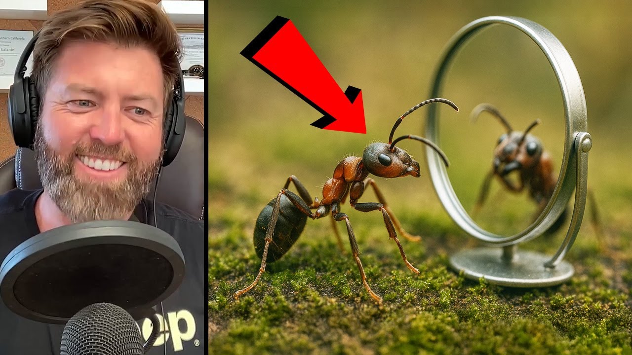 New Study Shows Ants Can Recognize Themselves in the Mirror - YouTube