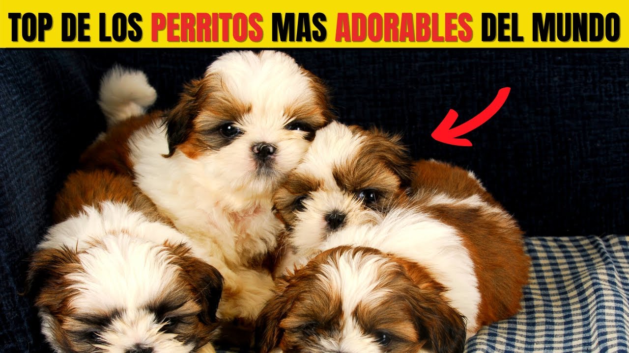 Los Perritos Mas Lindos Y Tiernos Del Mundo Youtube Cuál Es El Mejor