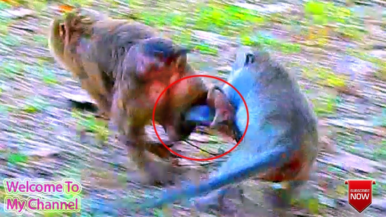 SPECIAL VIDEO CLIP..! ROSE MONKEY TOOK OVER A NEW BABY MONKEY FROM ...