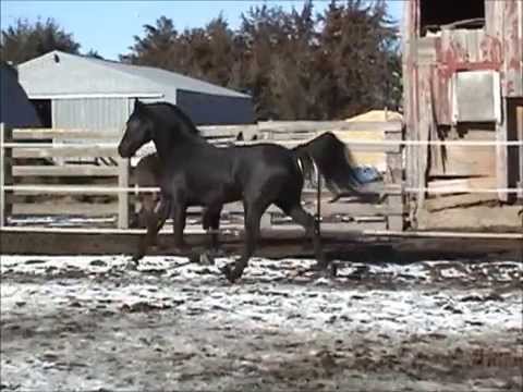 BCT Gentleman In Black