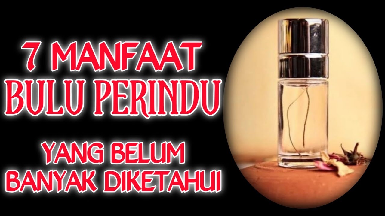 7 Manfaat Bulu Perindu - Dipercaya Penglaris Dagangan - YouTube