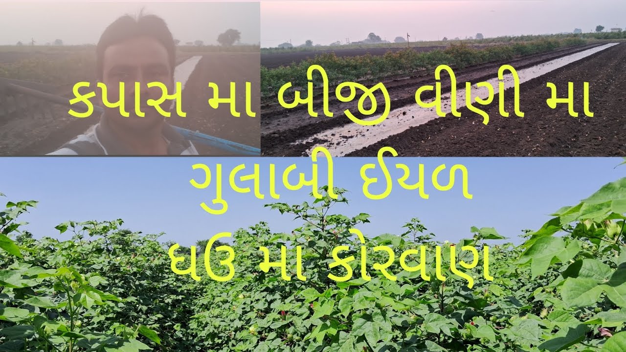 ગુલાબી //ઈયળ // ધઉ મા કોરવાણ // જય જવાન // જય કિસાન // life.with ...
