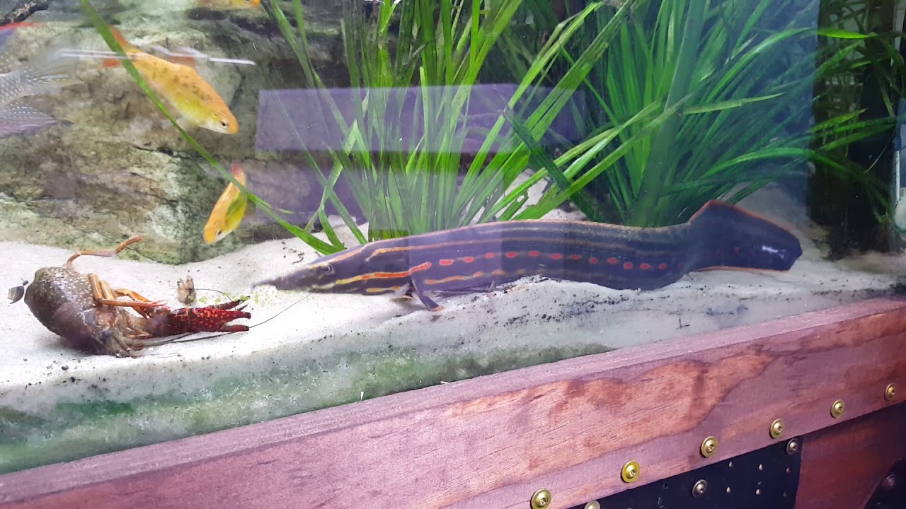 Monster Fish Eat Crawfish - YouTube