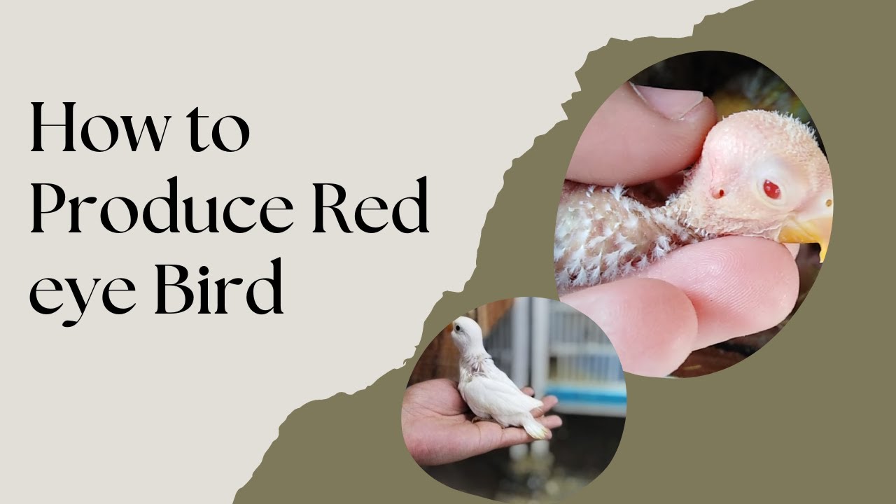 How to produce red eye bird | Concept of red eye Genes | Red eye Bird ...