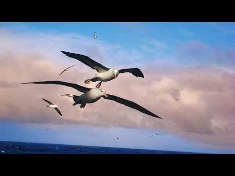 İlginç Hayvan Serisi 18 | Albatros Hakkında 10 Bilgi