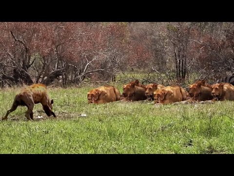 CARI MASALAH, inilah Momen Bodoh Hyena Di Alam Liar Terekam Kamera