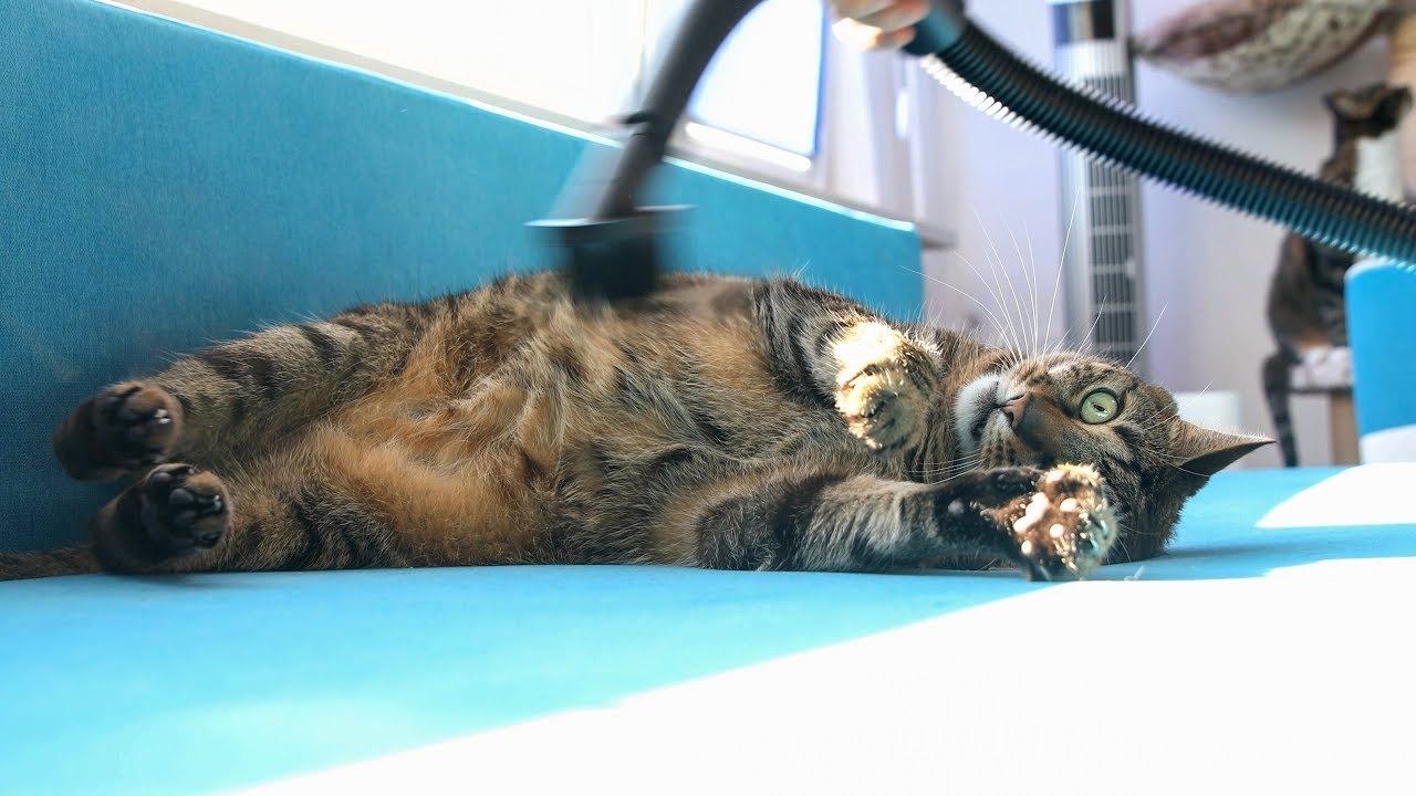 Vacuuming Bobo Cat in 2020 - YouTube
