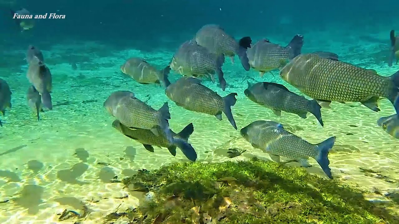 FLOATING IN THE RIO DA PRATA - BRAZIL, STREAKED PROCHILOD, (PROCHILODUS ...