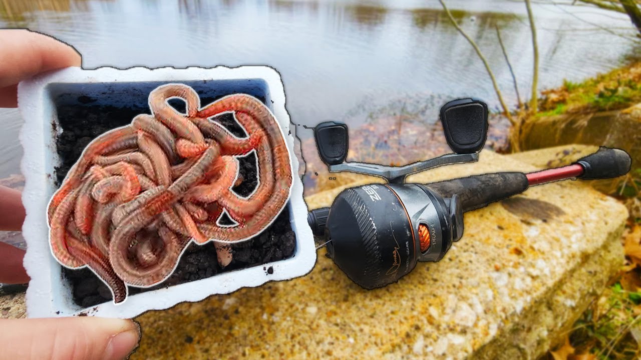 CATCHING LIVE WORMS THEN USING THEM TO CATCH FISH! - YouTube