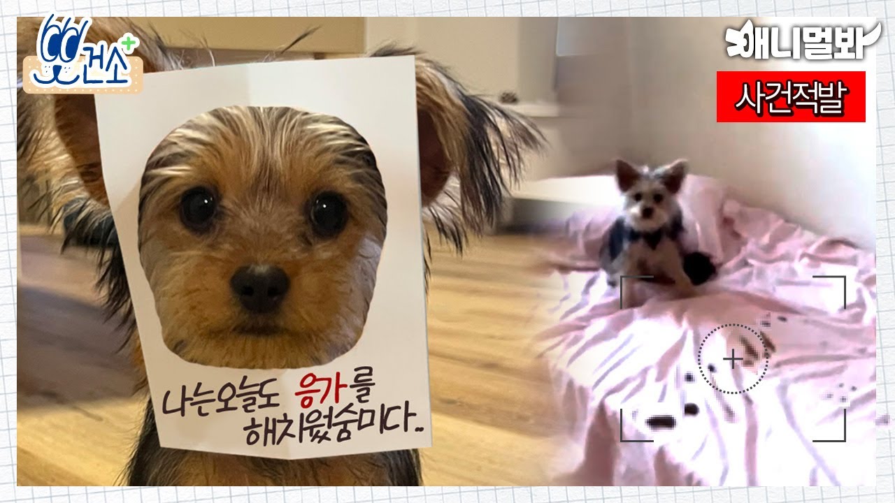 왜요! 똥 먹는 강아지 처음 봐요?ㅣFirst Time Seeing A Dog Eating Poop? - YouTube