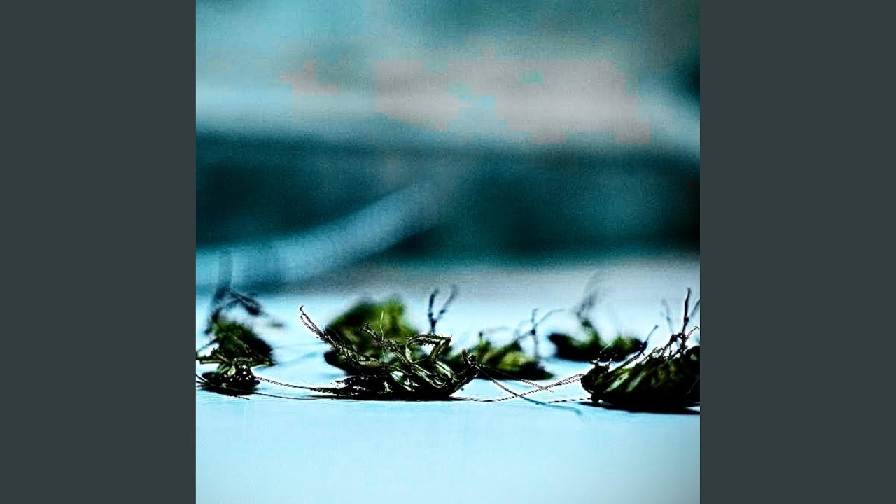 Pest Control - YouTube