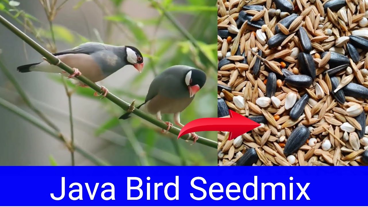 How To Prepare Seed Mix For Java Sparrow - YouTube