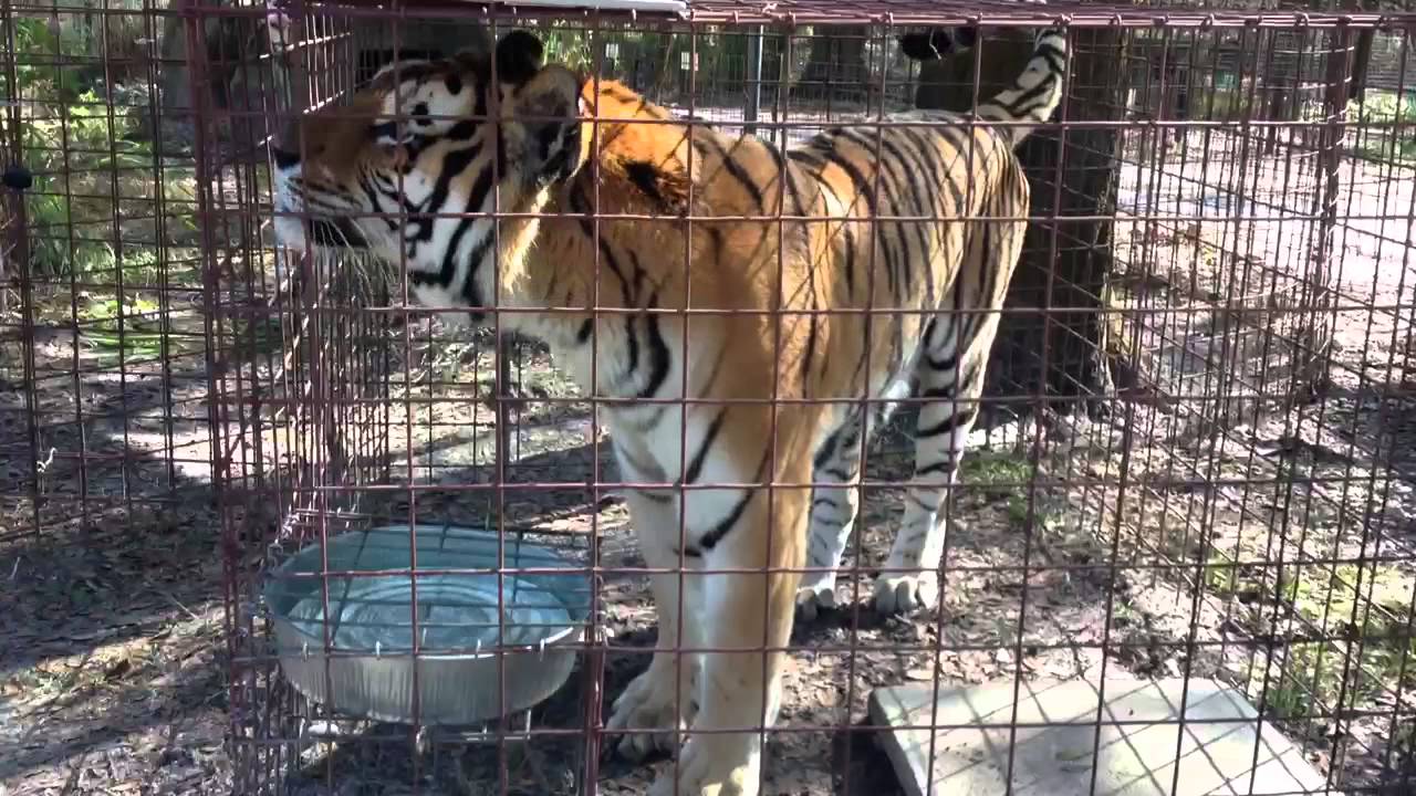 Tiger spray! - YouTube