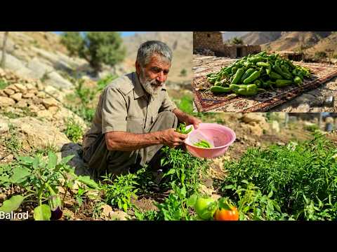 The Green Gold of Jahangir: From Harvesting Iranian Chili to Planting Beans in Nomadic Gardens