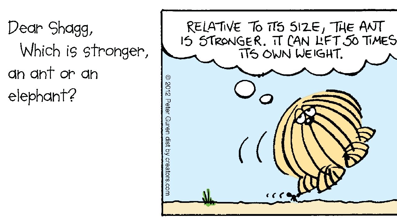 Which is stronger, an ant or an elephant? - YouTube