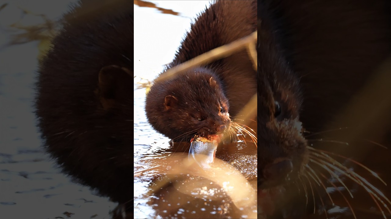 American mink eating its catch,sounds so delicious (: #americanmink# ...