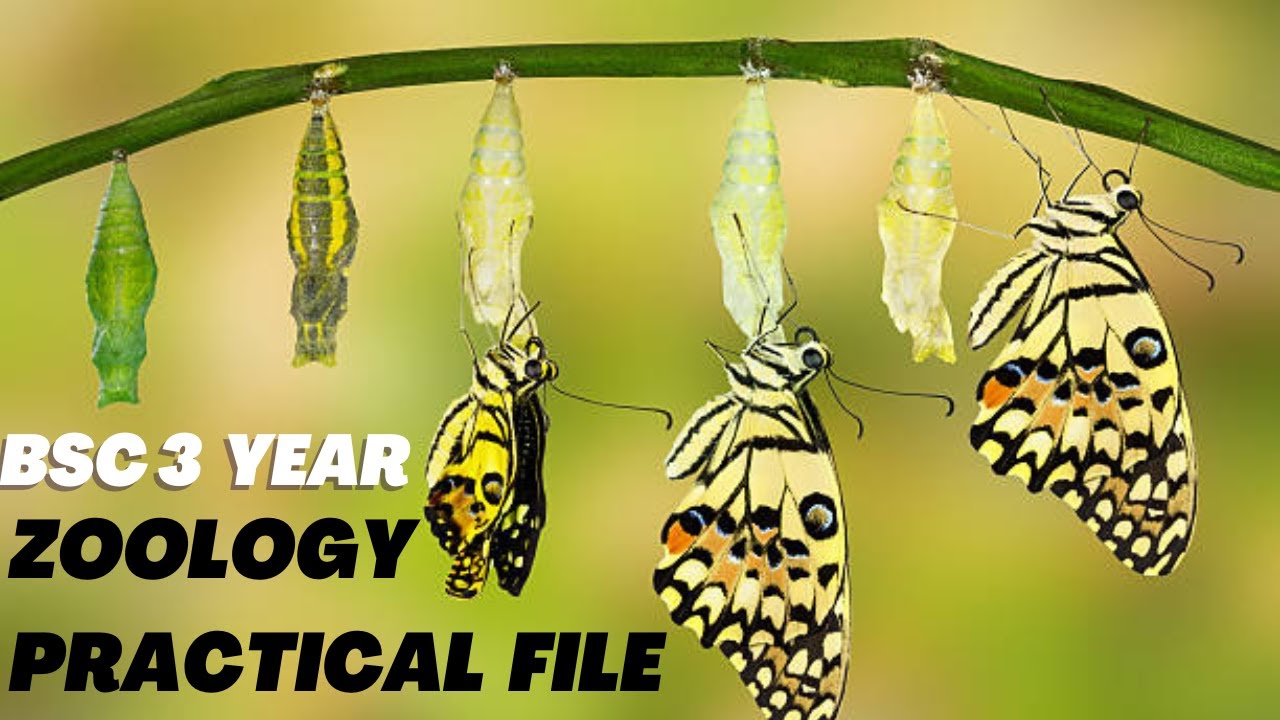 Download Pdf of BSC 3rd year zoology practical file - YouTube