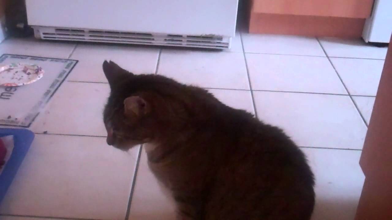 Titi, my cat singing his version of Itsy Bitsy Spider - YouTube