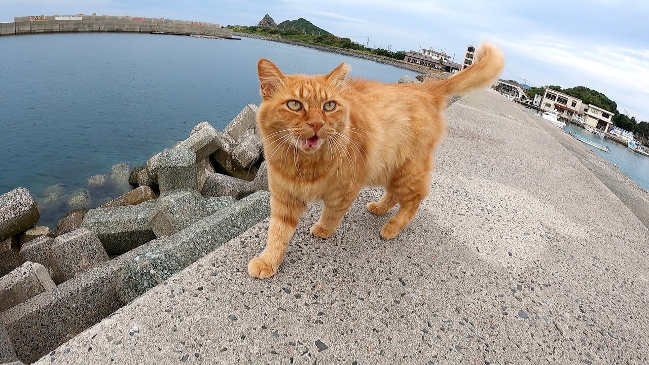Cat like lion walks on the embankment - YouTube